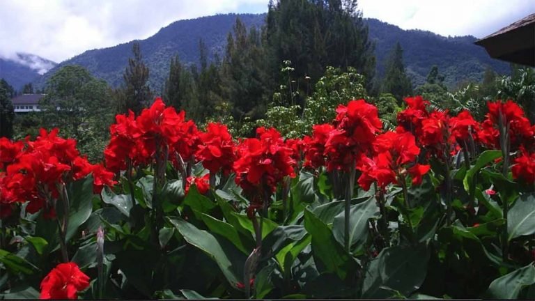 √ Kebun Raya Cibodas: Lokasi, Jam Buka, Harga Tiket 2026