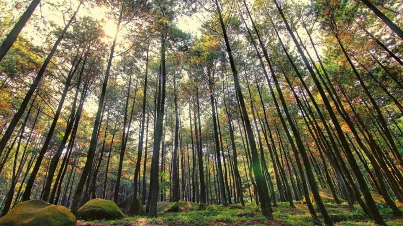 √ HUTAN PINUS MANGUNAN: Aktivitas & Tiket Masuk 2026