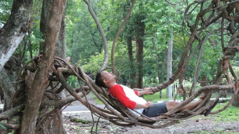 √ Kebun Raya Purwodadi: Daya Tarik, Lokasi, Tiket Masuk 2026