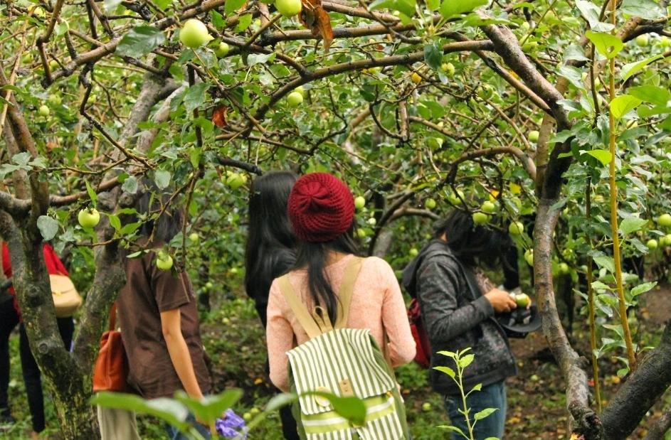 √ Wisata Kebun Apel Malang: Aktivitas & Harga Tiket Masuk 2026